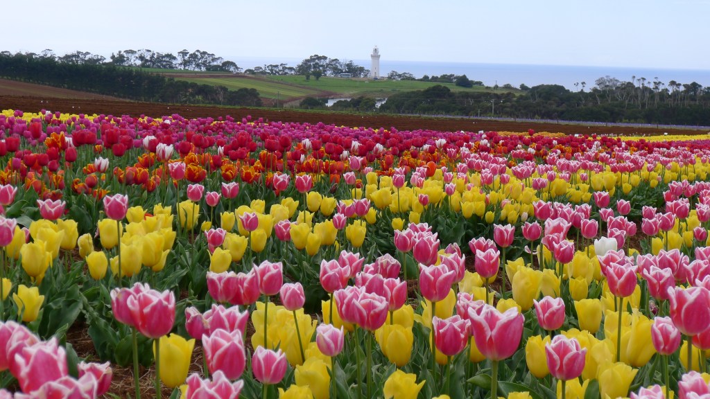 Tasmania Spring Garden Tours | Ross Tours